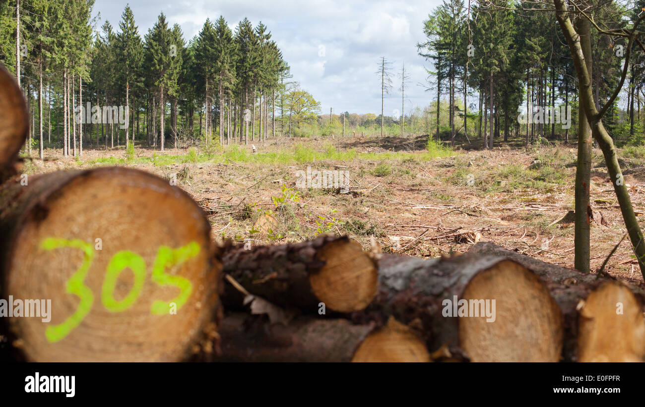 Forrest industry, stacked timber in a dutch forrest, selective focus ...