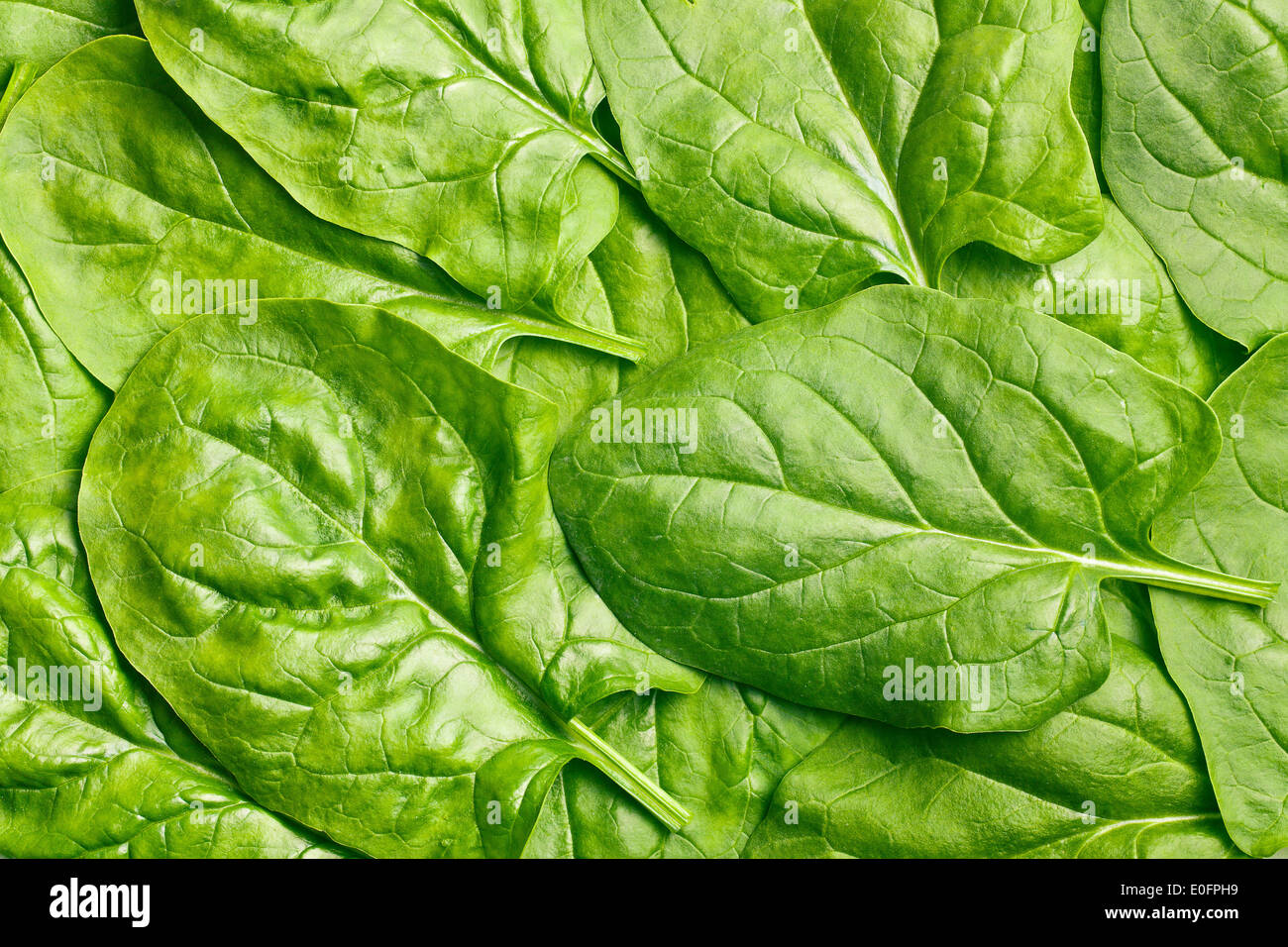 texture of green spinach leaves Stock Photo - Alamy