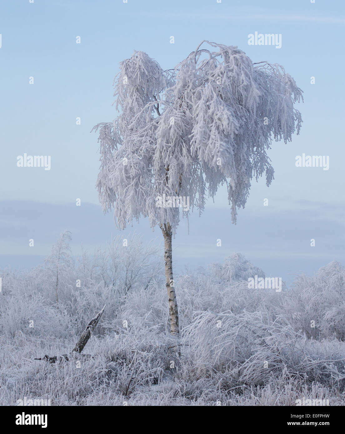 A tree full of ice in a cold landscape Stock Photo - Alamy