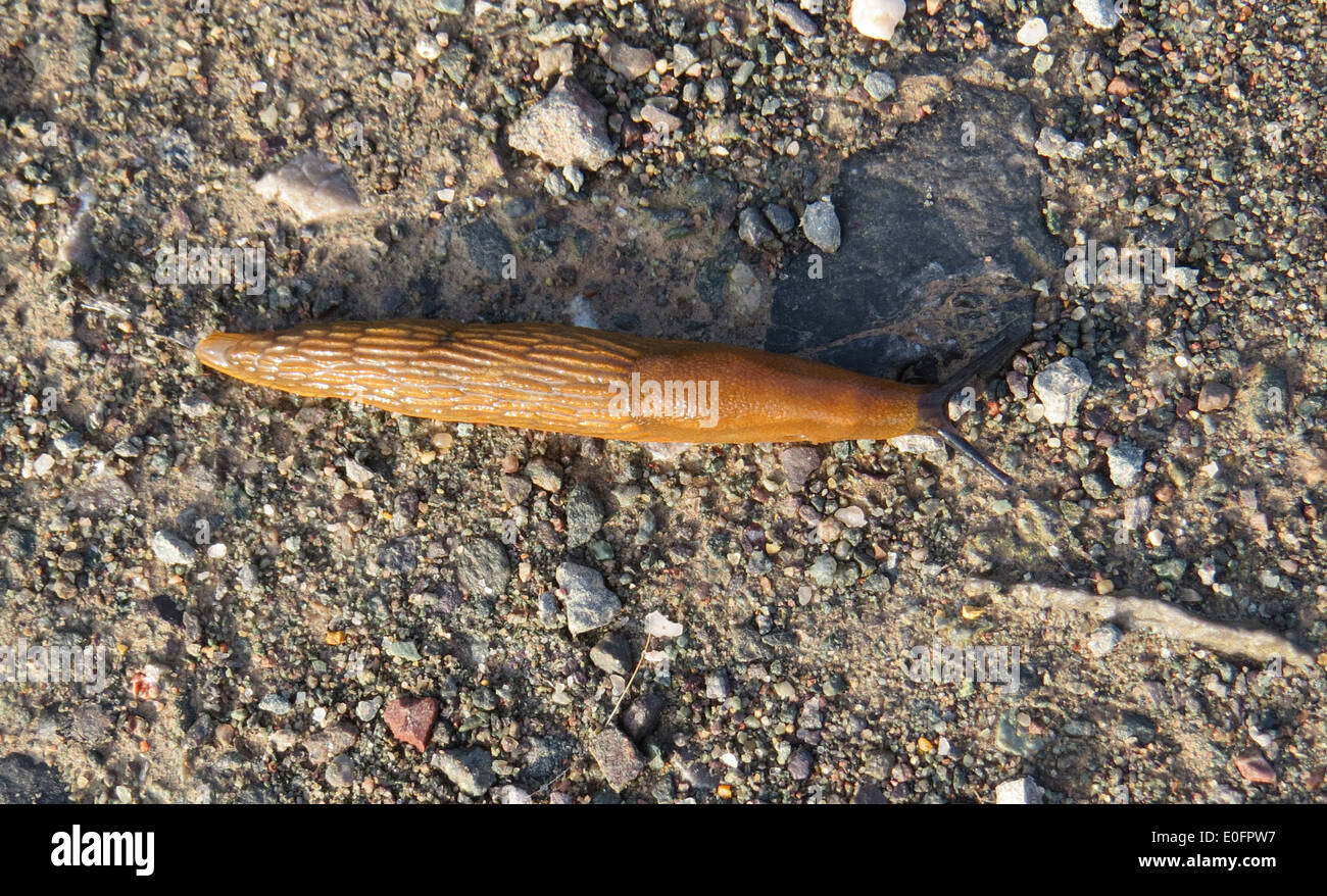 DUSKY SLUG Arion fuscus/subfuscus. Photo Tony Gale Stock Photo - Alamy