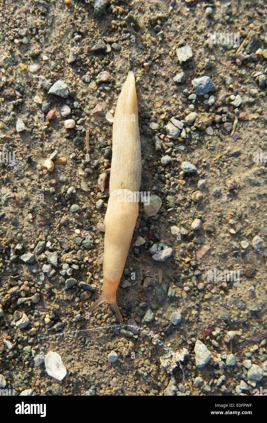 DUSKY SLUG Arion fuscus/subfuscus in a light coloured variation. Photo ...