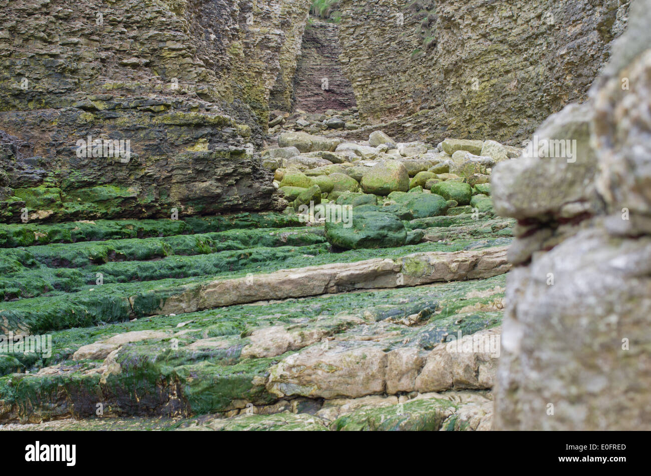 Seaweed layers hi-res stock photography and images - Alamy