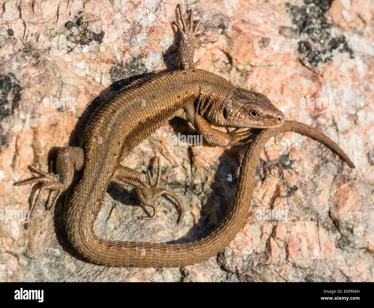 Viviparous common lizard hi-res stock photography and images - Alamy