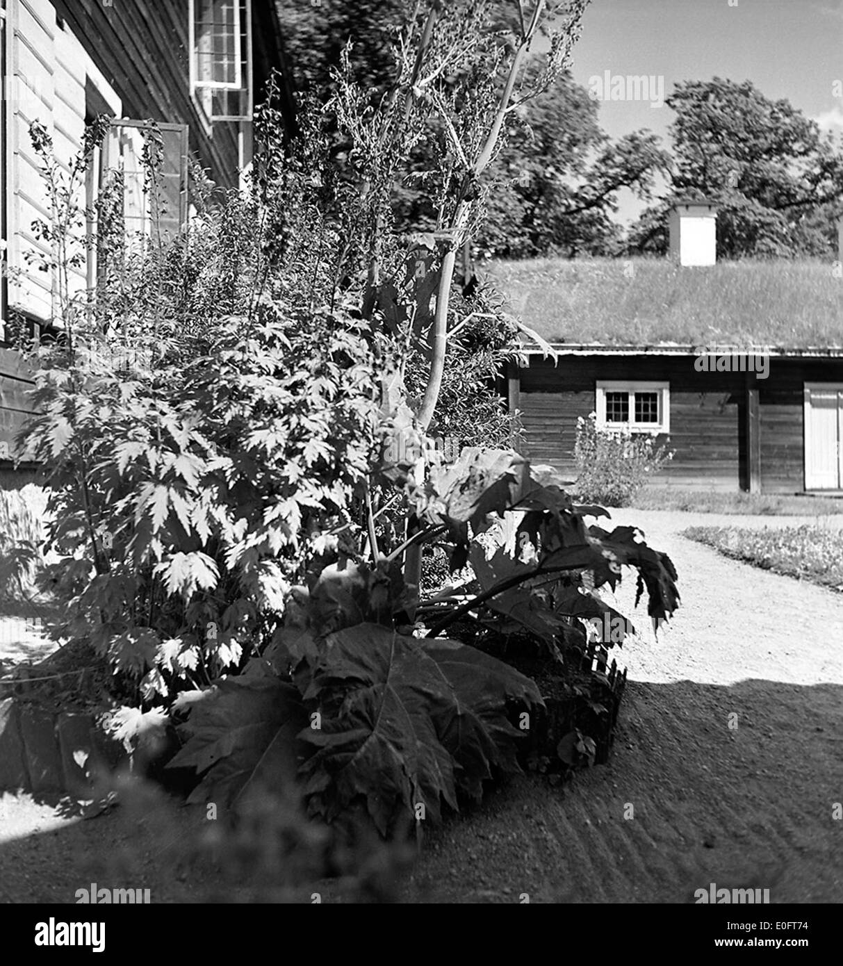 Carl linnaeus plants hi-res stock photography and images - Alamy