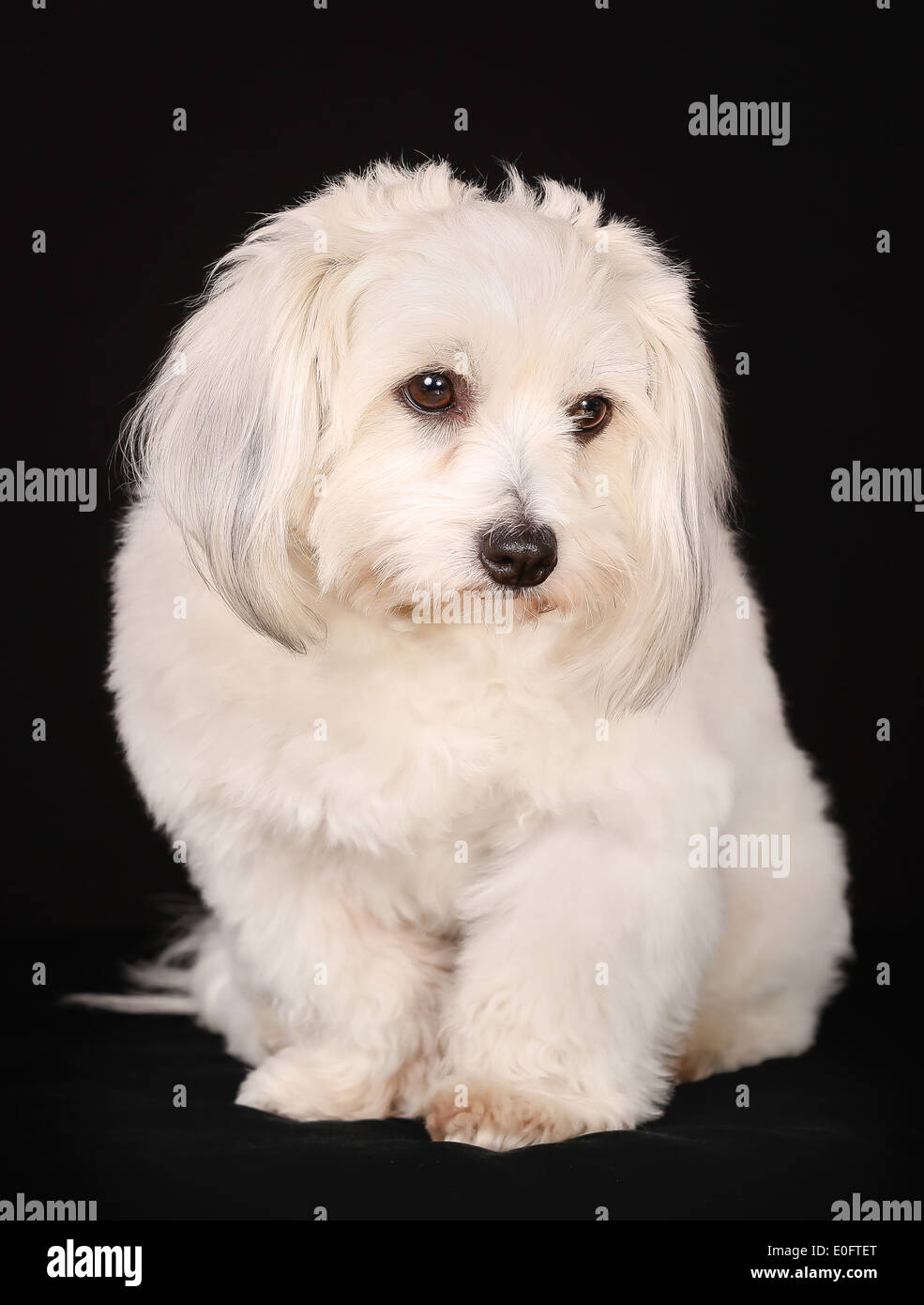 Coton de tulear dog hi-res stock photography and images - Alamy