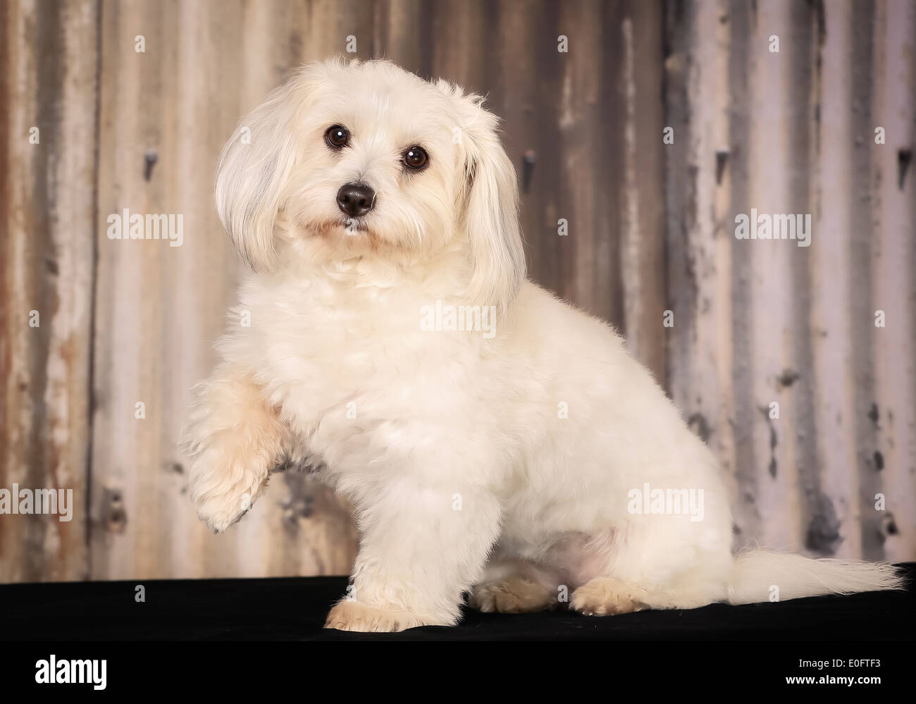 Coton de tulear hi-res stock photography and images - Alamy