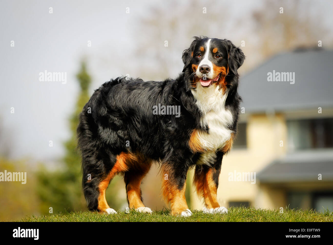 Purebred berner sennenhund, taken outside during spring/summer time ...