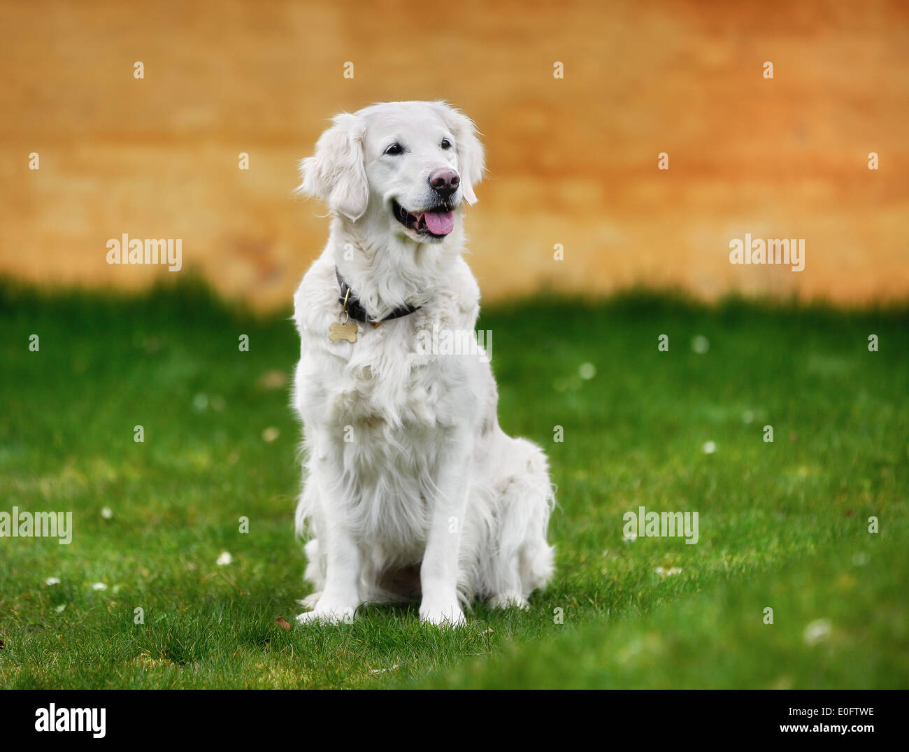 White purebred labrador retriever dog. Taken outside during summer time ...