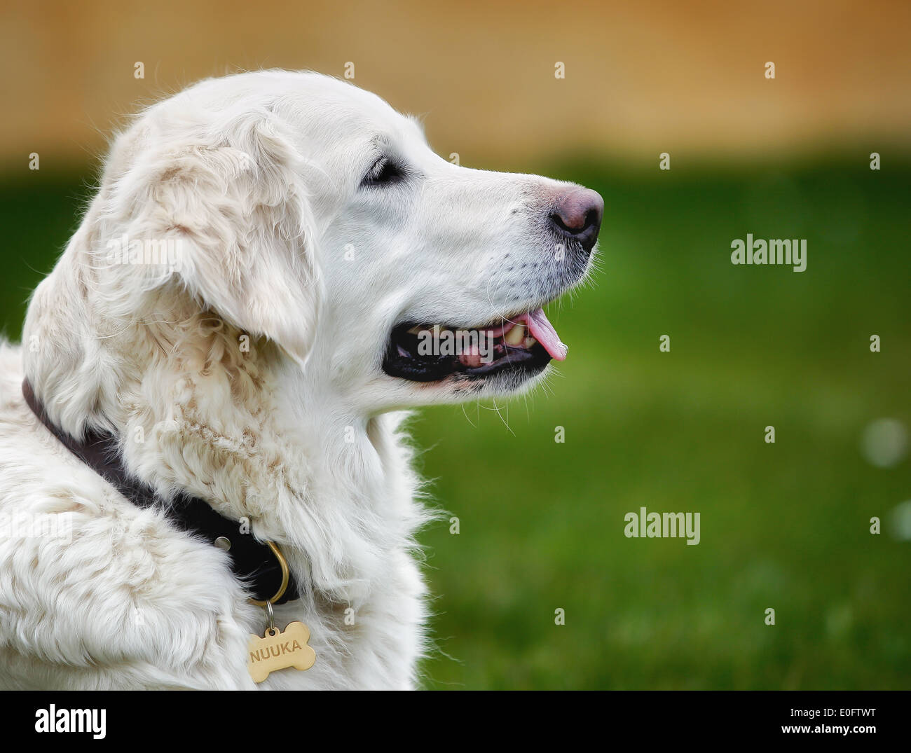 White purebred labrador retriever dog. Taken outside during summer time ...