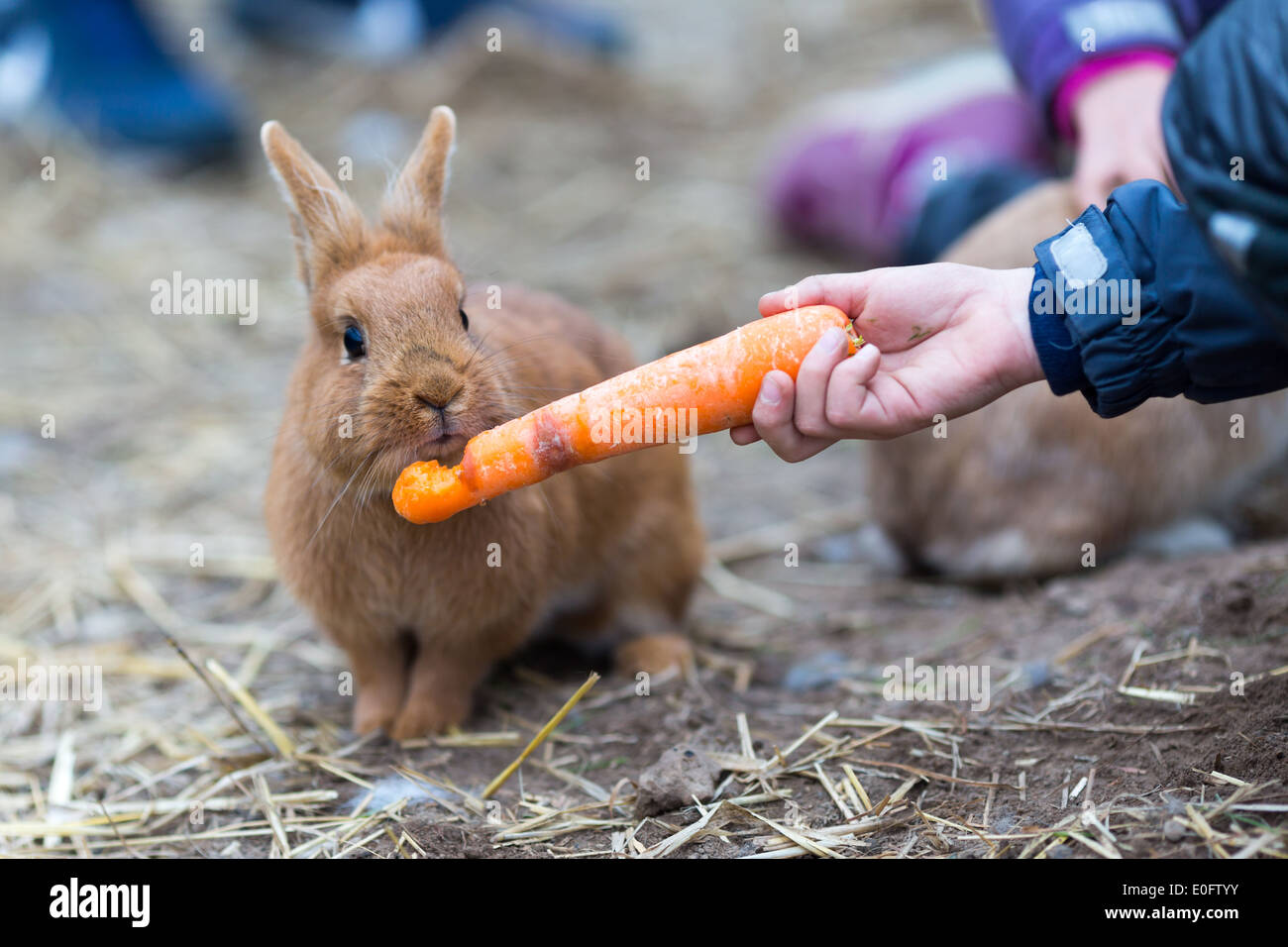 Carrots Rabbit Feeding at Cynthia Jasmin blog
