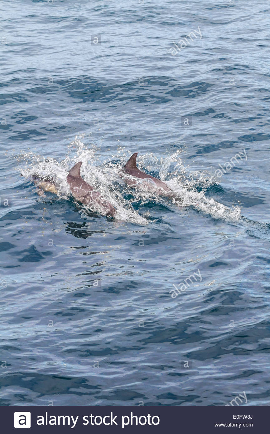 Peter Dolphin High Resolution Stock Photography and Images - Alamy