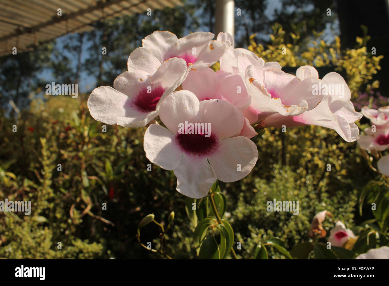 Morning glory bloom hi-res stock photography and images - Alamy