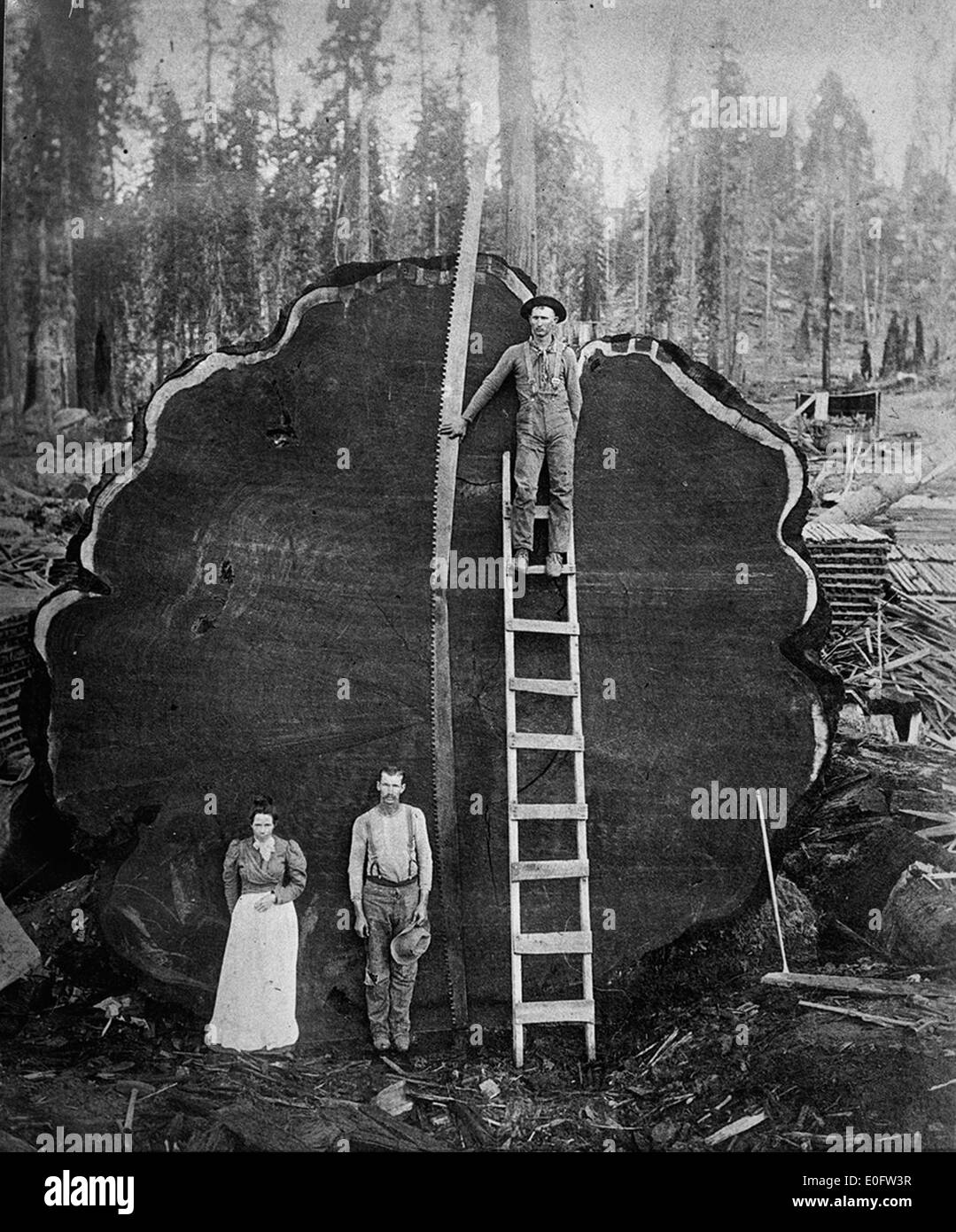 This historical photograph from circa 1910 features a giant Sequoia ...