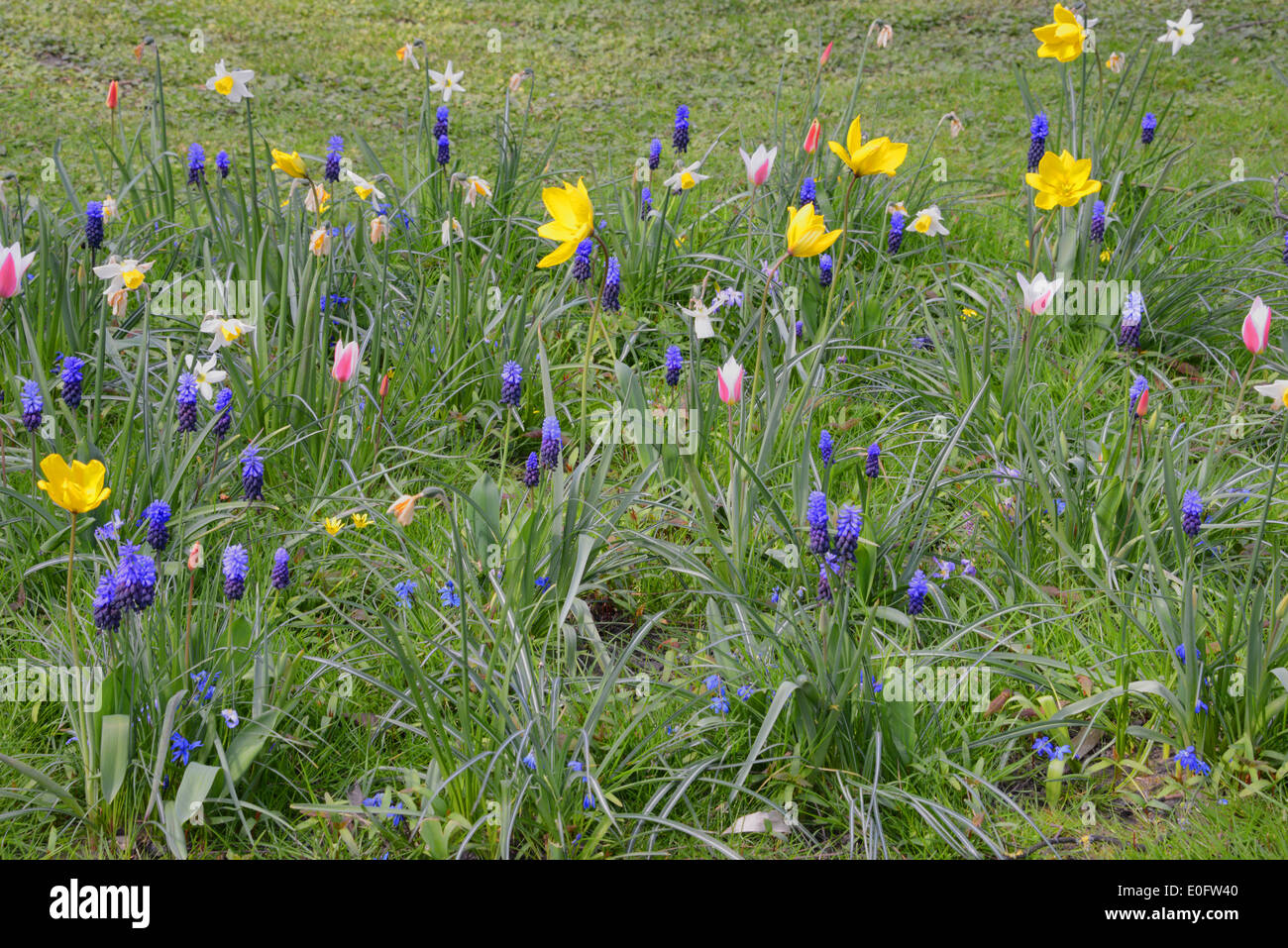 Hyacinths garden display hi-res stock photography and images - Alamy