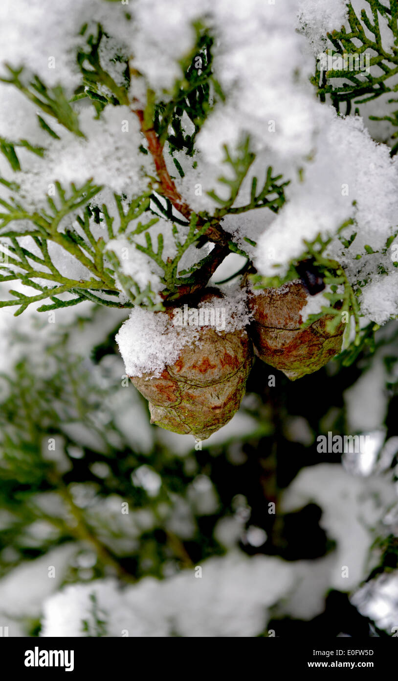 Winter nuts hi-res stock photography and images - Alamy