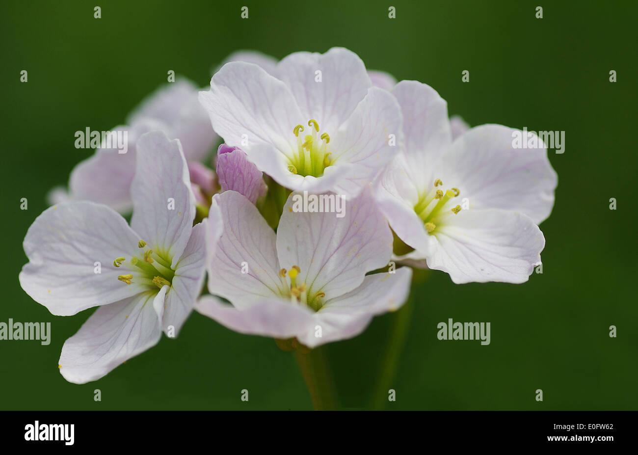 Native british wild flowers hi-res stock photography and images - Alamy