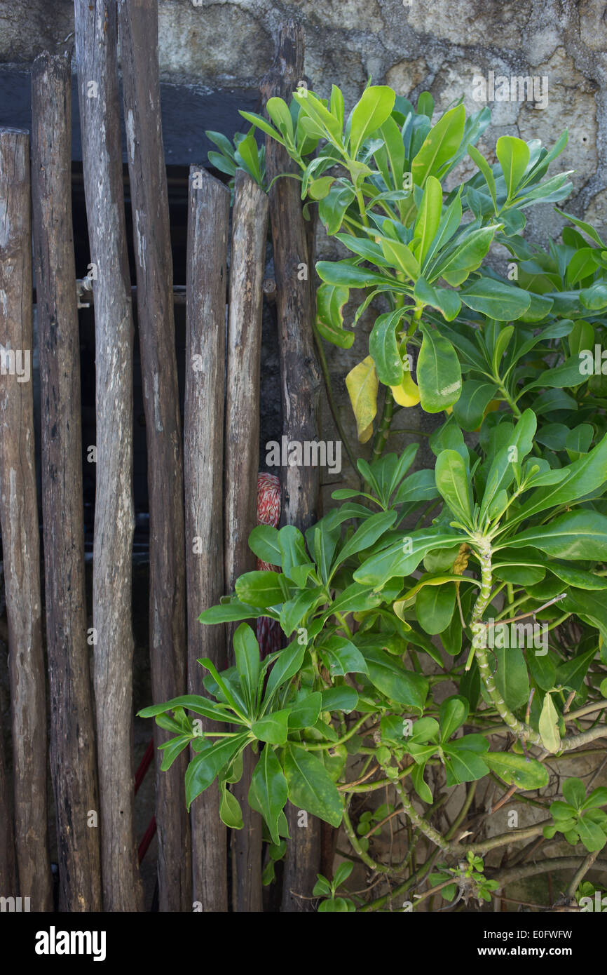 Closeup of fence, concrete wall, and greenery in Tulum, Mexico Stock ...