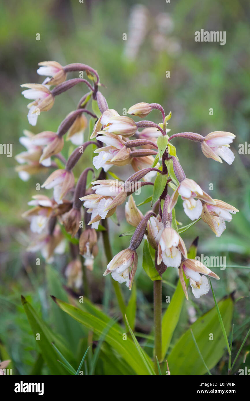 British wild orchid hi-res stock photography and images - Alamy