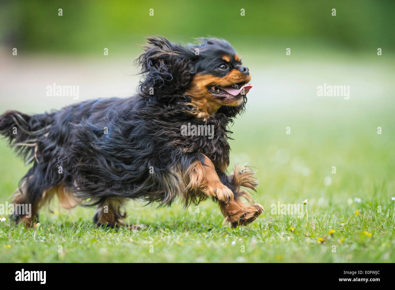 Cavalier King Charles Spaniel running Stock Photo - Alamy