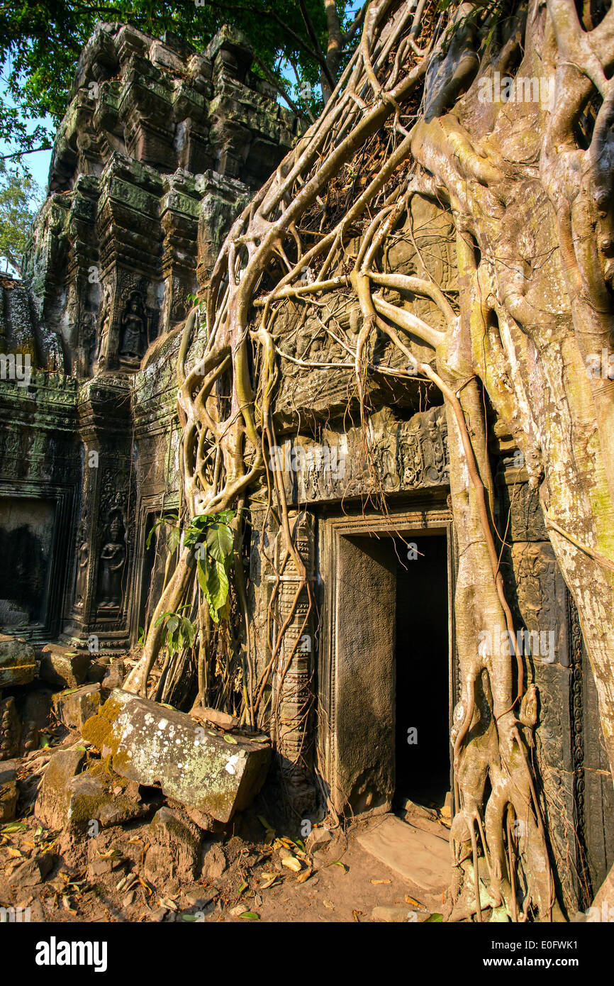 Giant ancient tree hi-res stock photography and images - Alamy