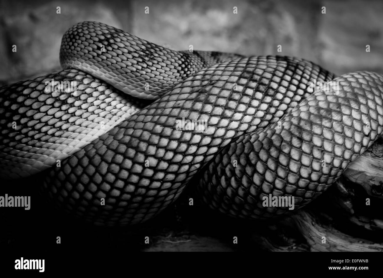 Snake coils hi-res stock photography and images - Alamy