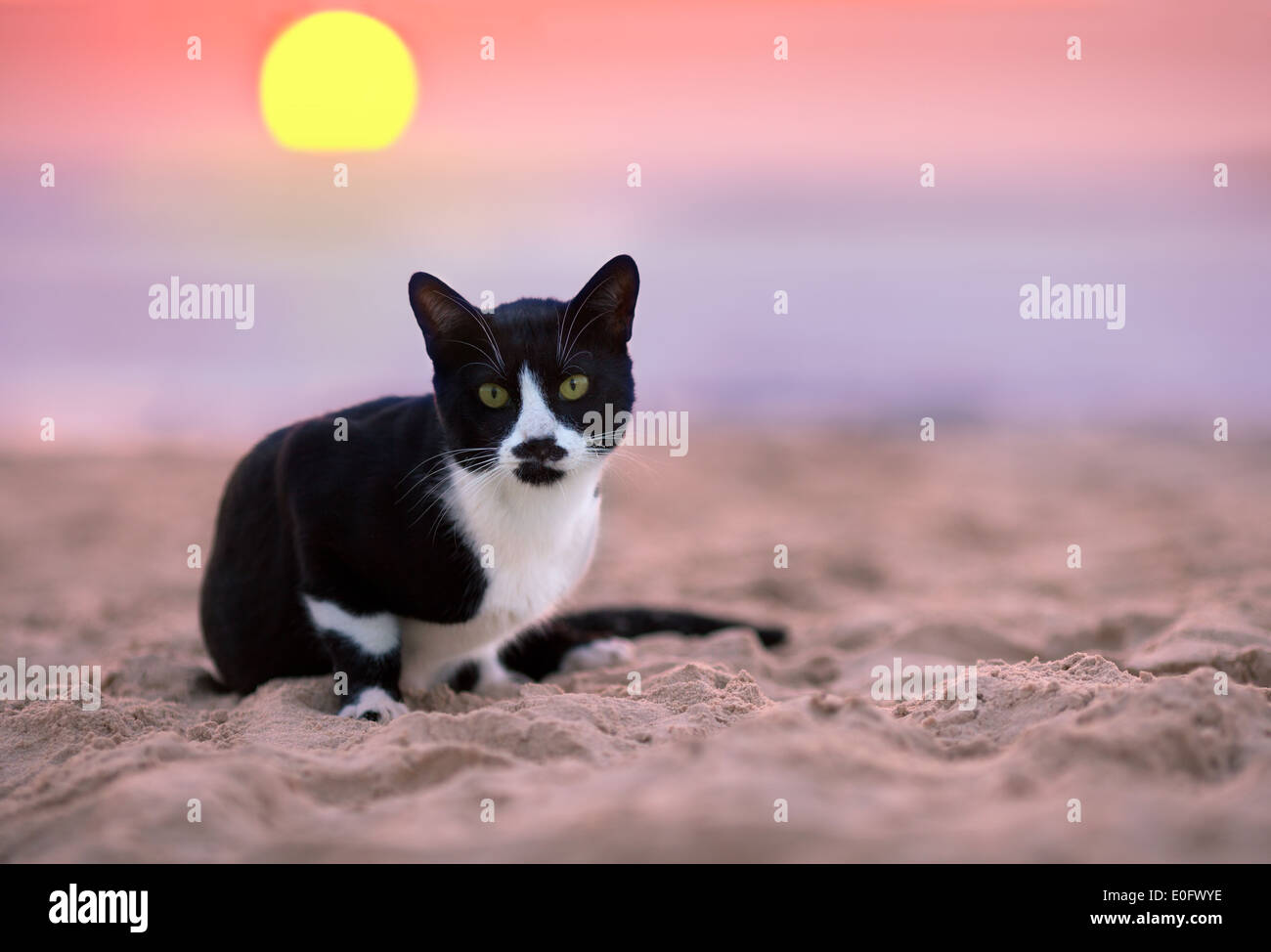 Cat on sandy beach hi-res stock photography and images - Alamy