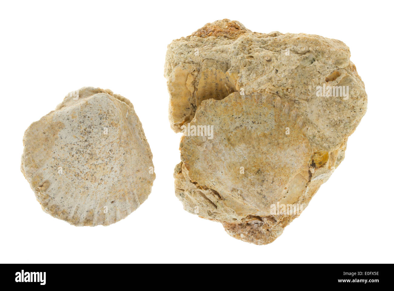 Two fossils hi-res stock photography and images - Alamy