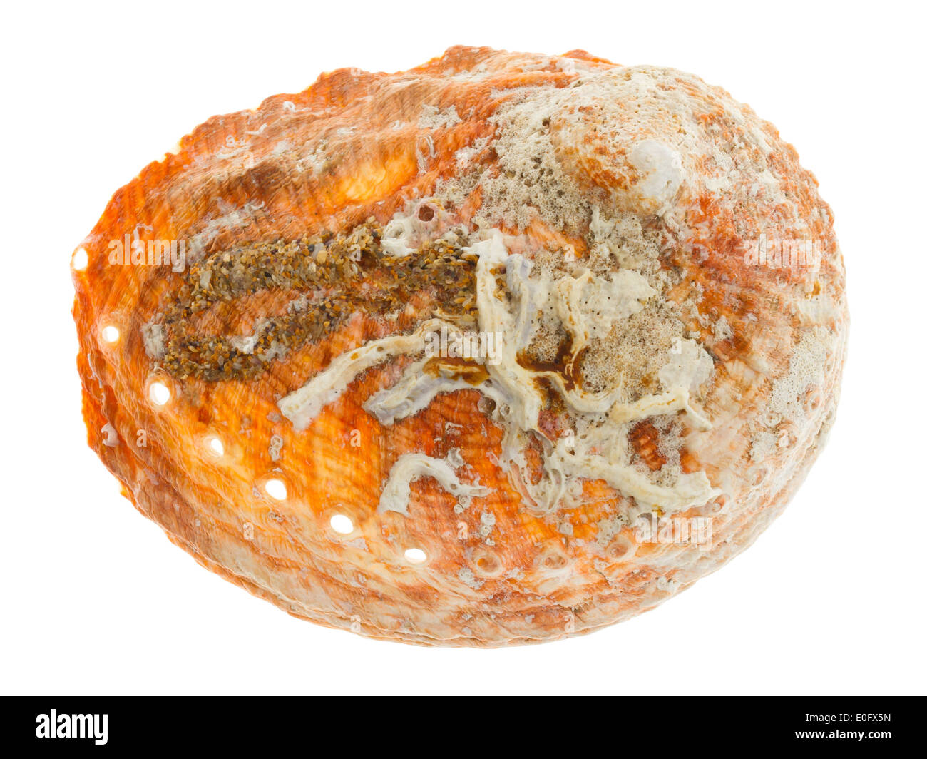 Marine sea shell in a studio setting against a white background Stock ...