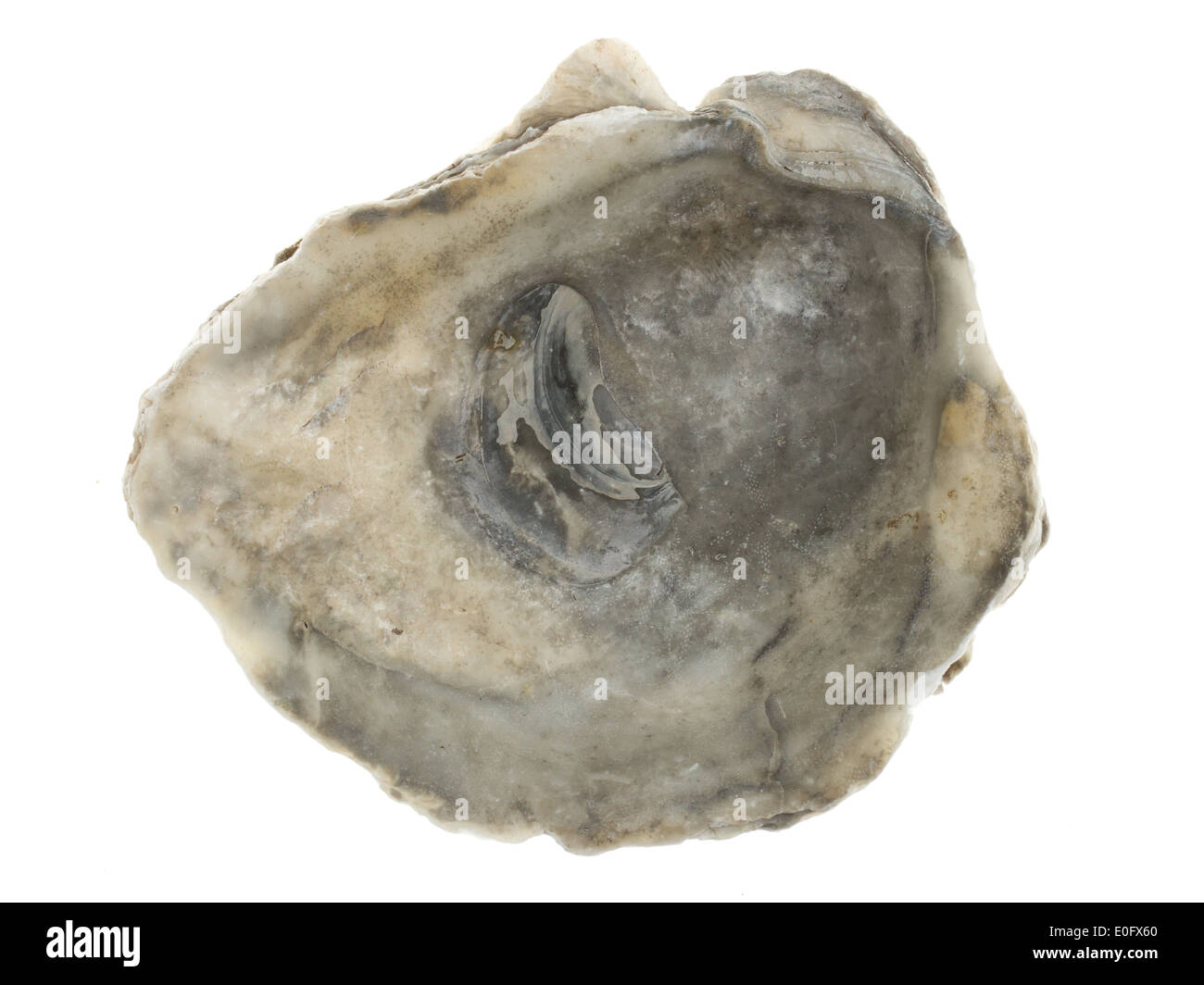 Large empty oystershell over a white background Stock Photo - Alamy