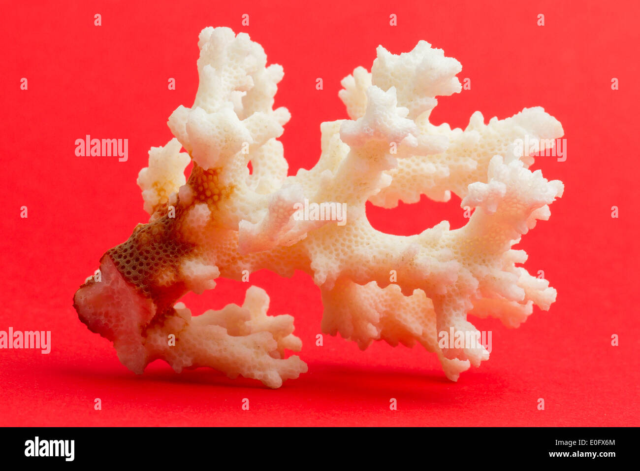 Coral isolated on white hi-res stock photography and images - Alamy