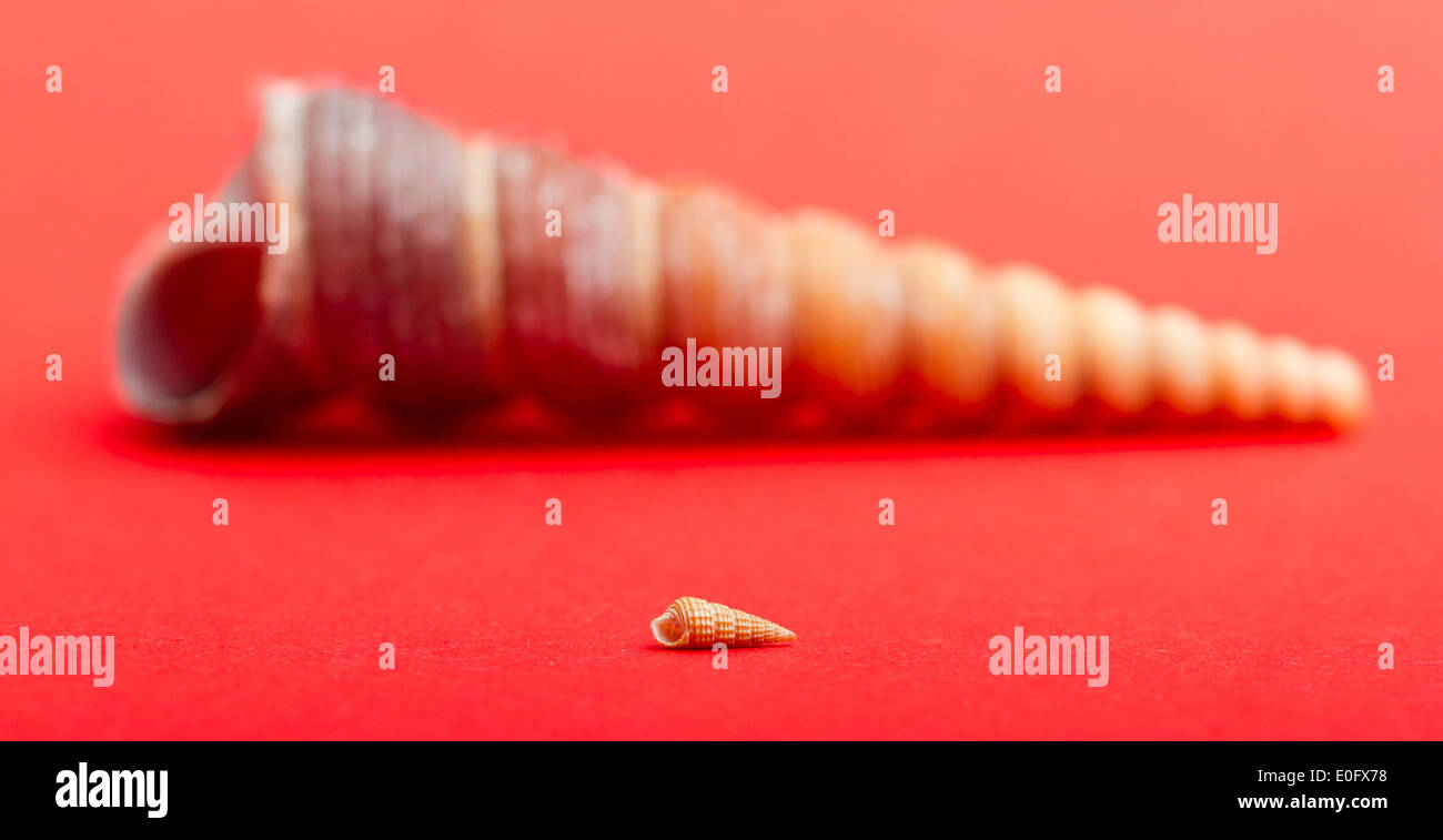 Small brown sea shell with a large sea shell behind it isolated on a ...