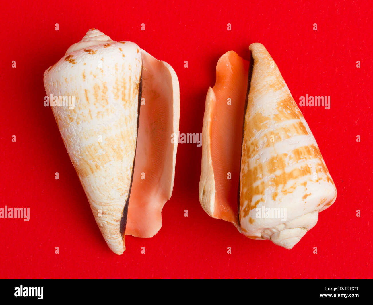 White seashells hi-res stock photography and images - Alamy