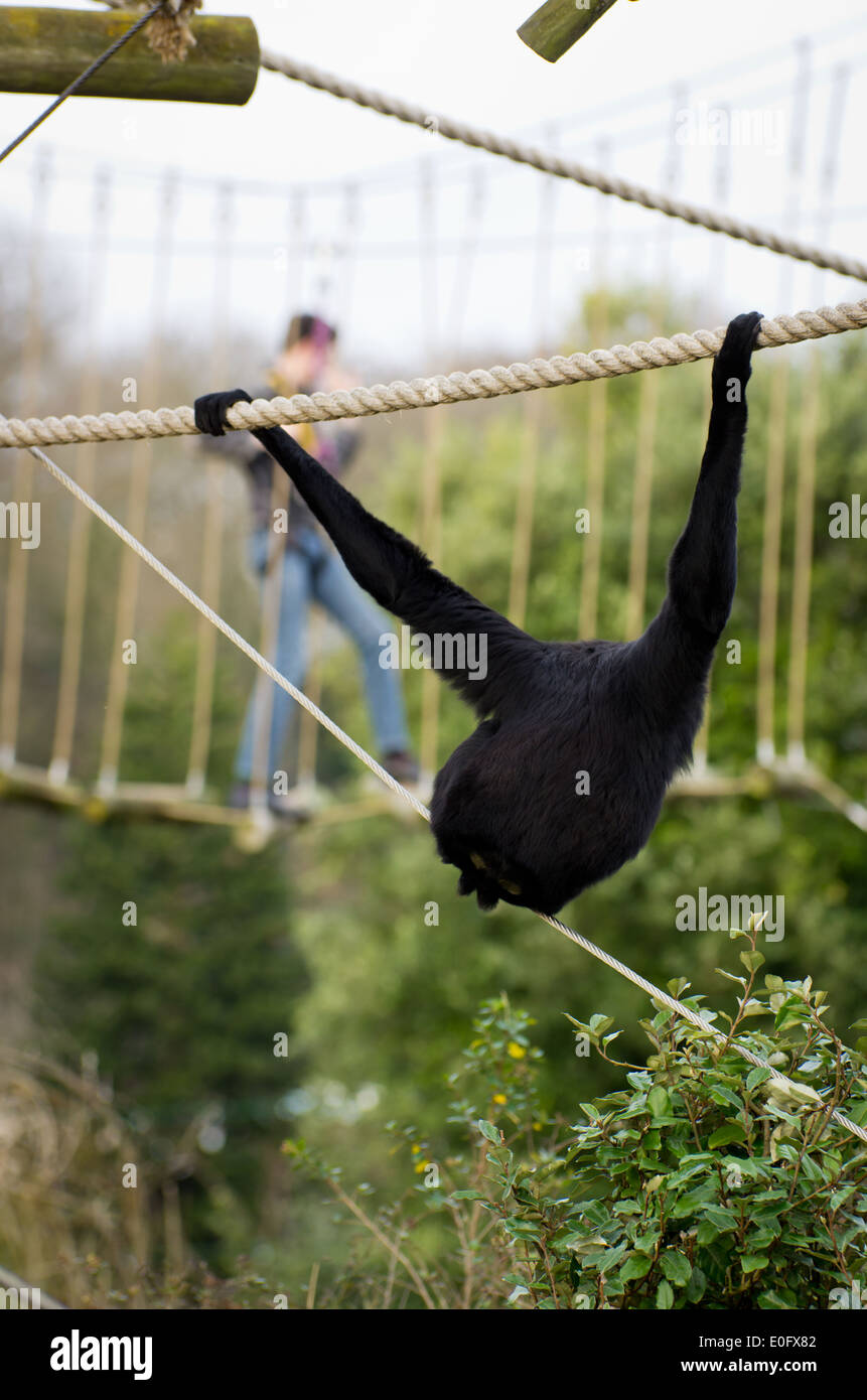 Monkey swinging hi-res stock photography and images - Alamy