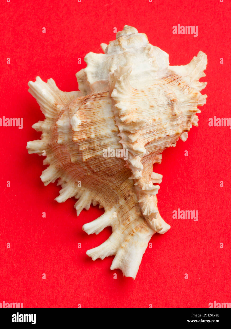 Sea shell over a red background - isolated Stock Photo - Alamy