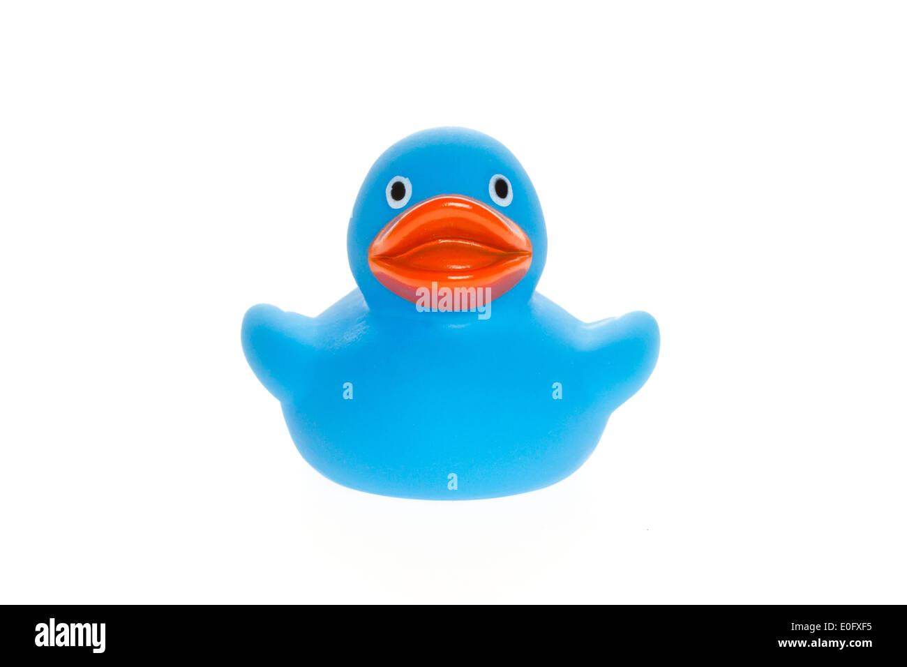 Blue duck isolated on a white background Stock Photo - Alamy
