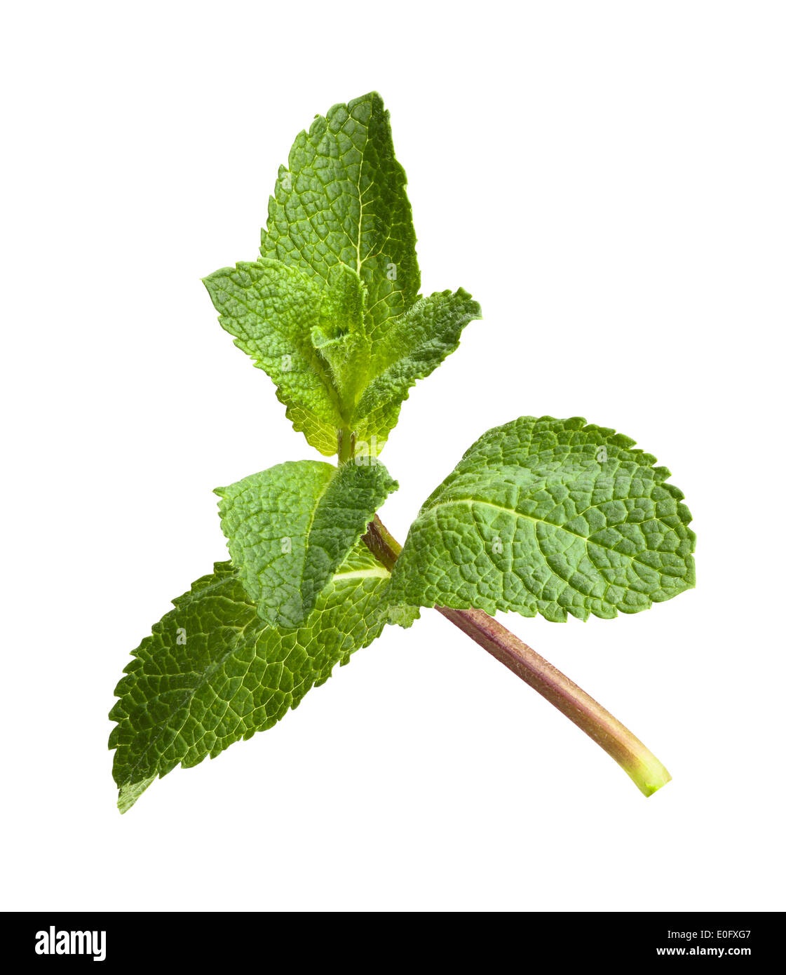 Mint leaves isolated spice hi-res stock photography and images - Alamy