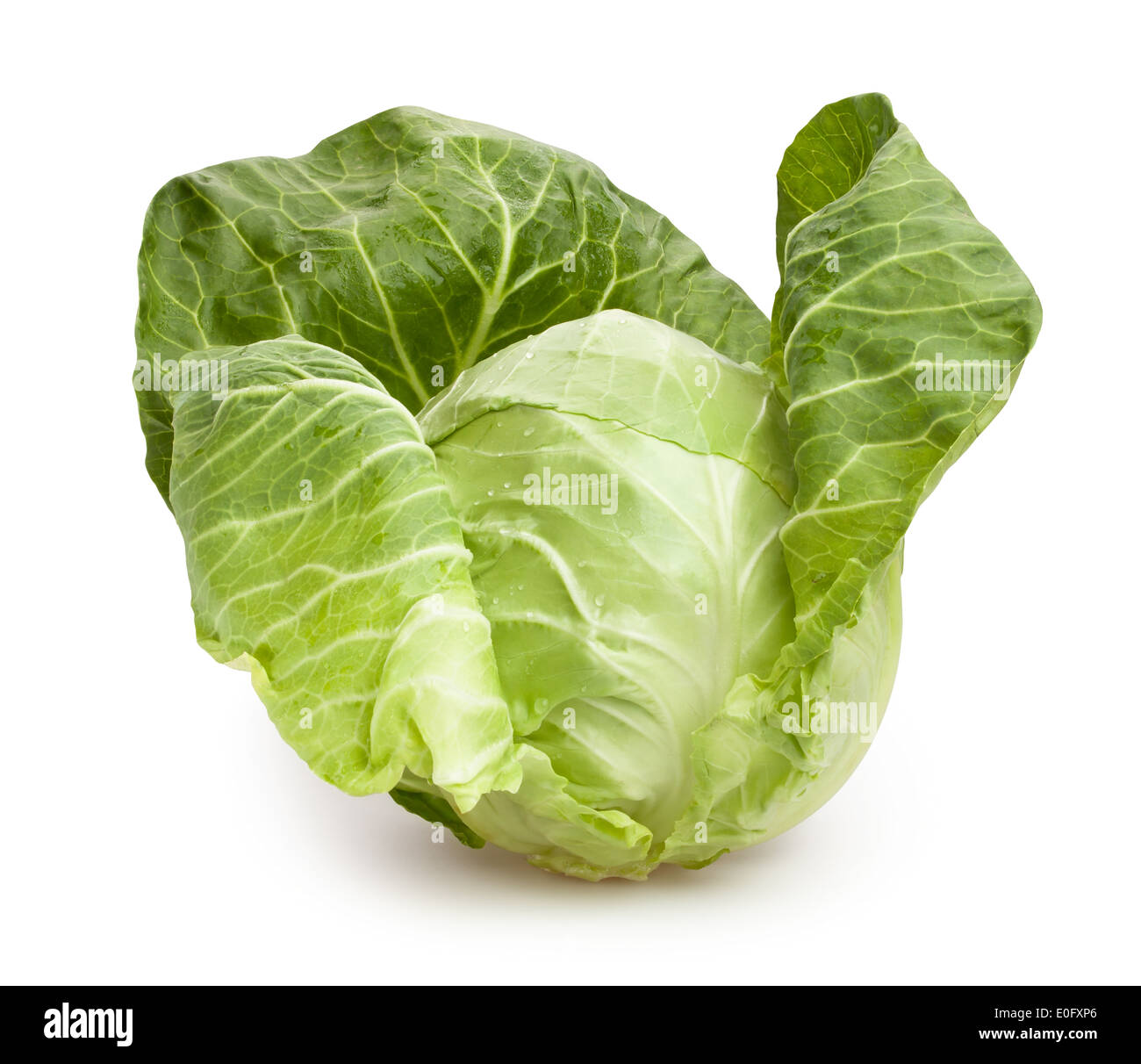 Single Leaf High Resolution Stock Photography and Images - Alamy