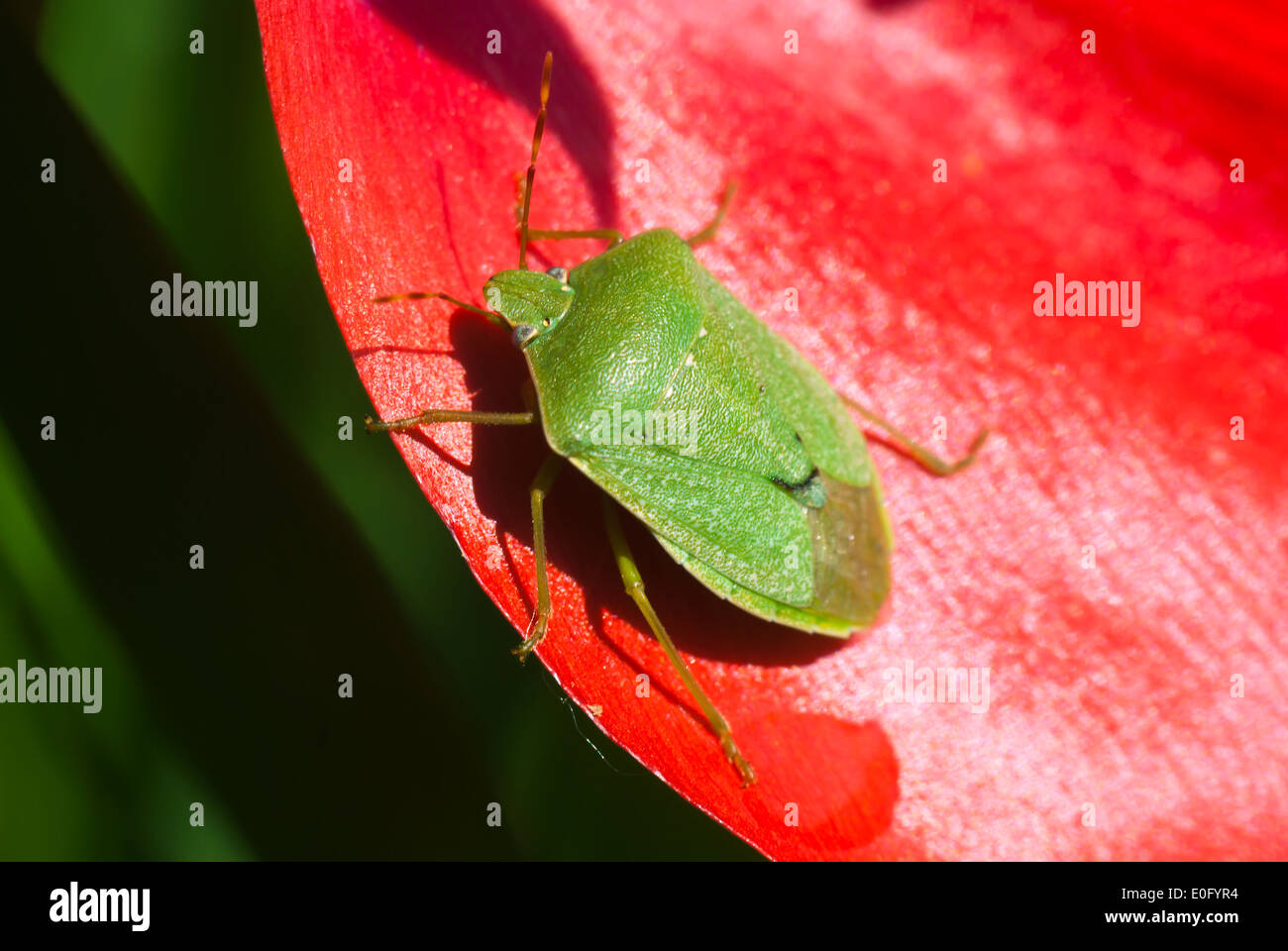 Vegetable animal legs hi-res stock photography and images - Alamy