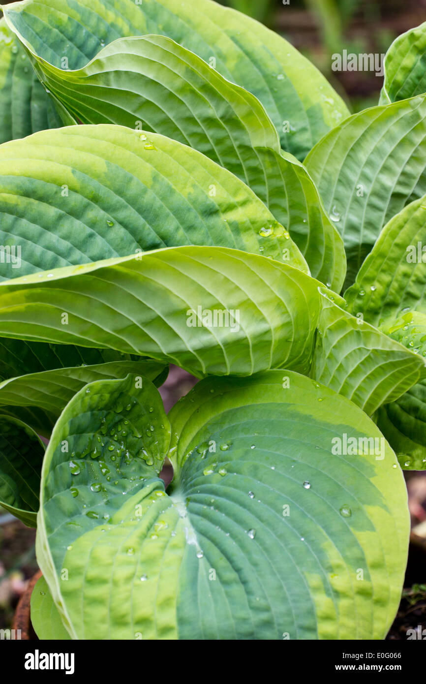 Hosta frances williams hi-res stock photography and images - Alamy