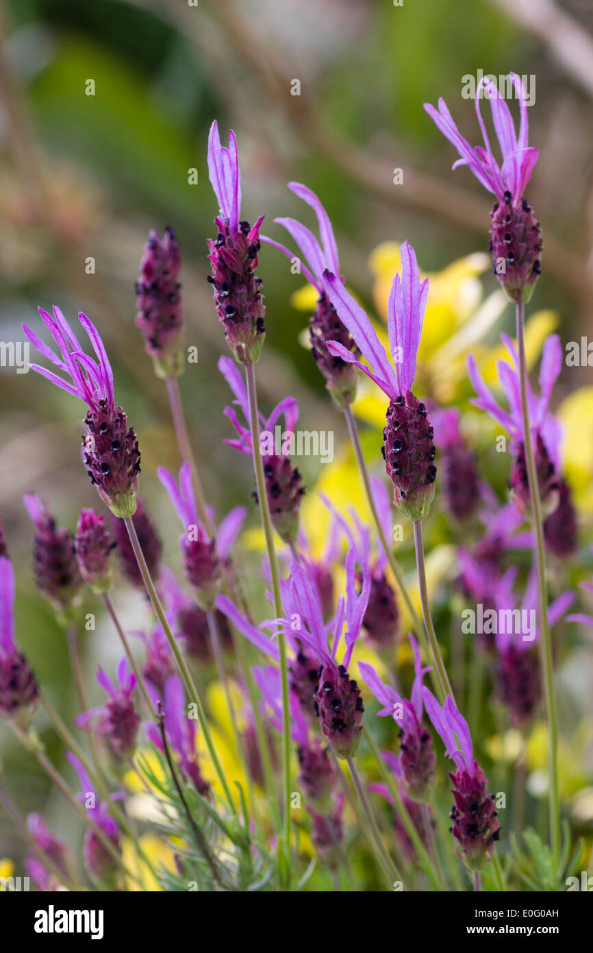 Flowers of French lavender, Lavandula pedunculata ssp pedunculata ...