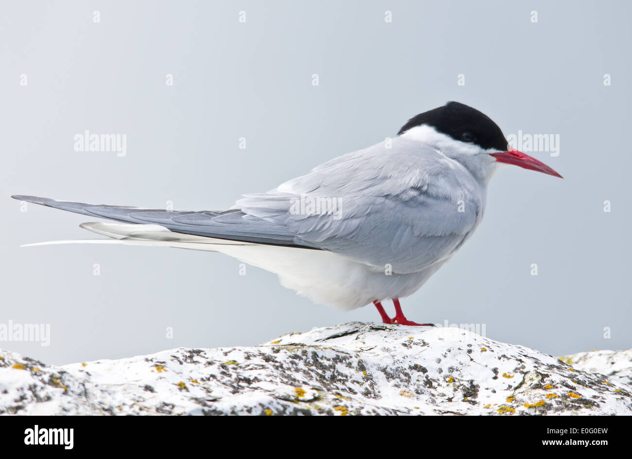 Terns gib hi-res stock photography and images - Alamy