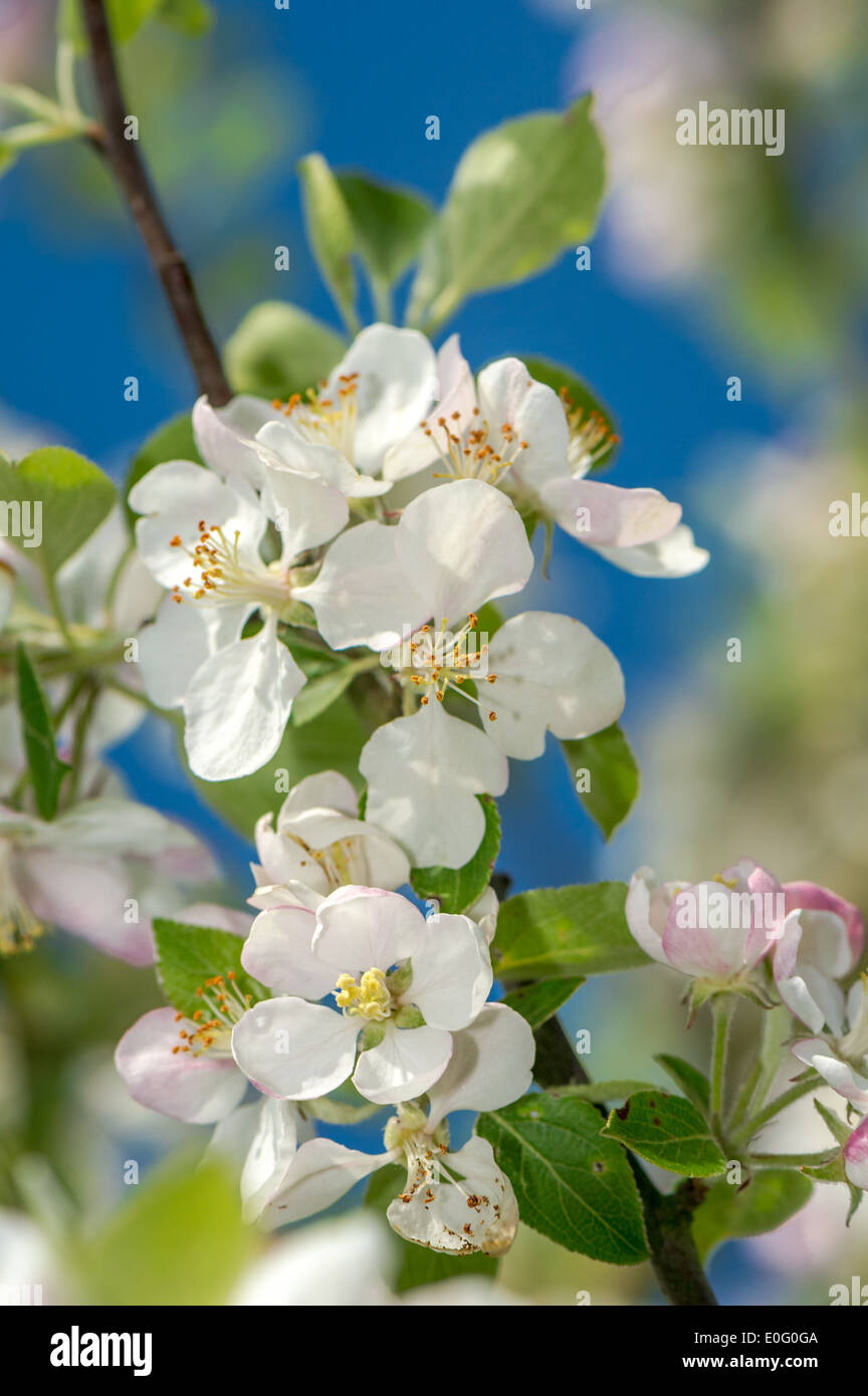 Apple flower and fruit hi-res stock photography and images - Alamy