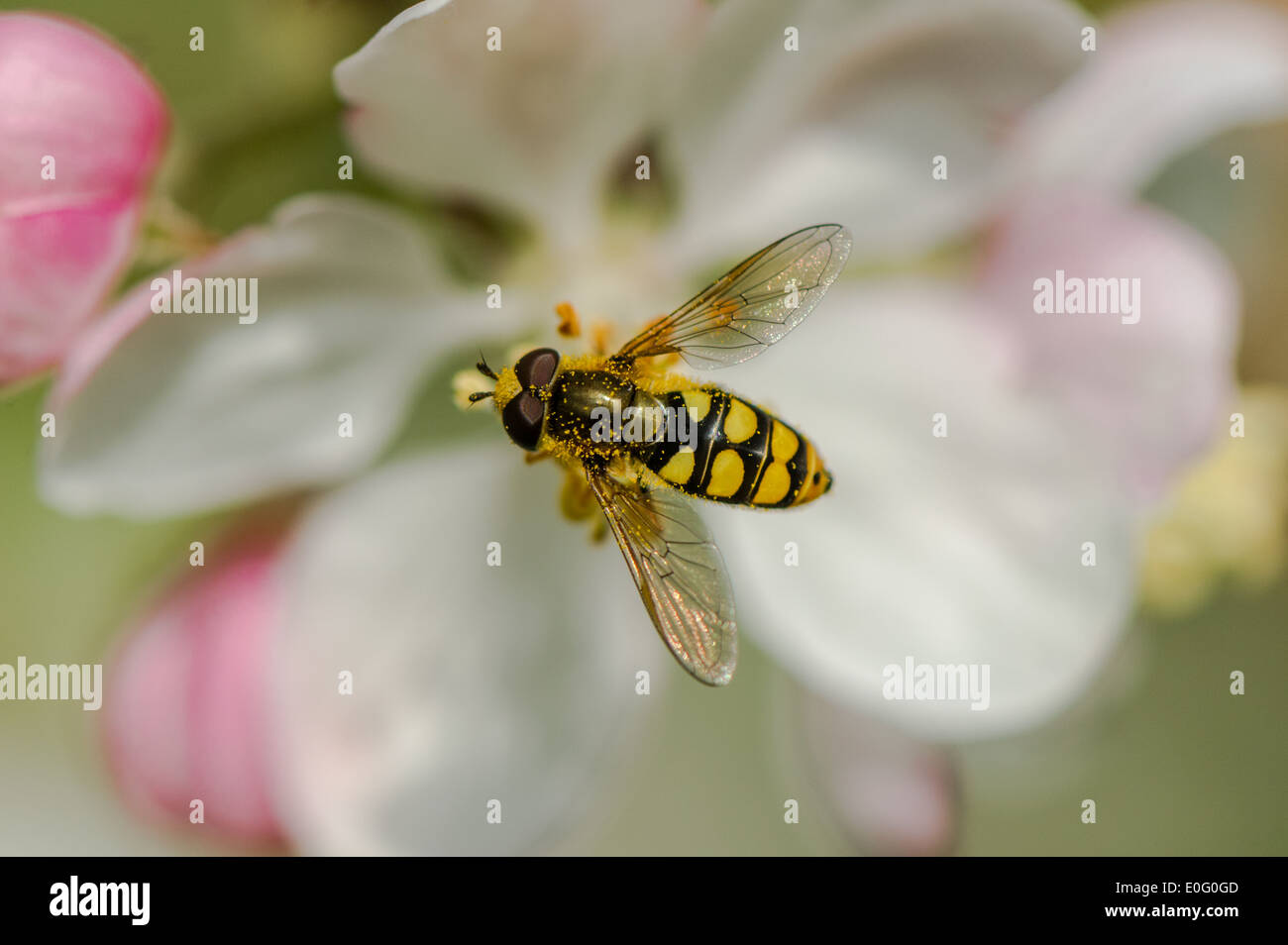Hoverfly collecting nectar and pollen from apple blossom Stock Photo ...