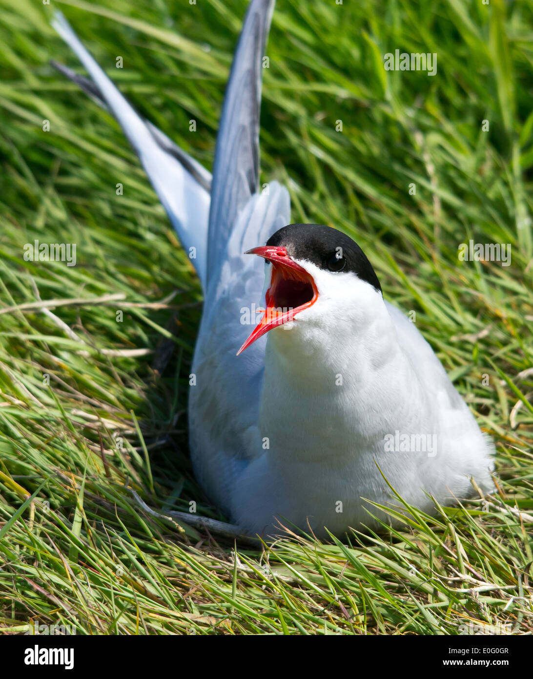 Black terns uk hi-res stock photography and images - Alamy