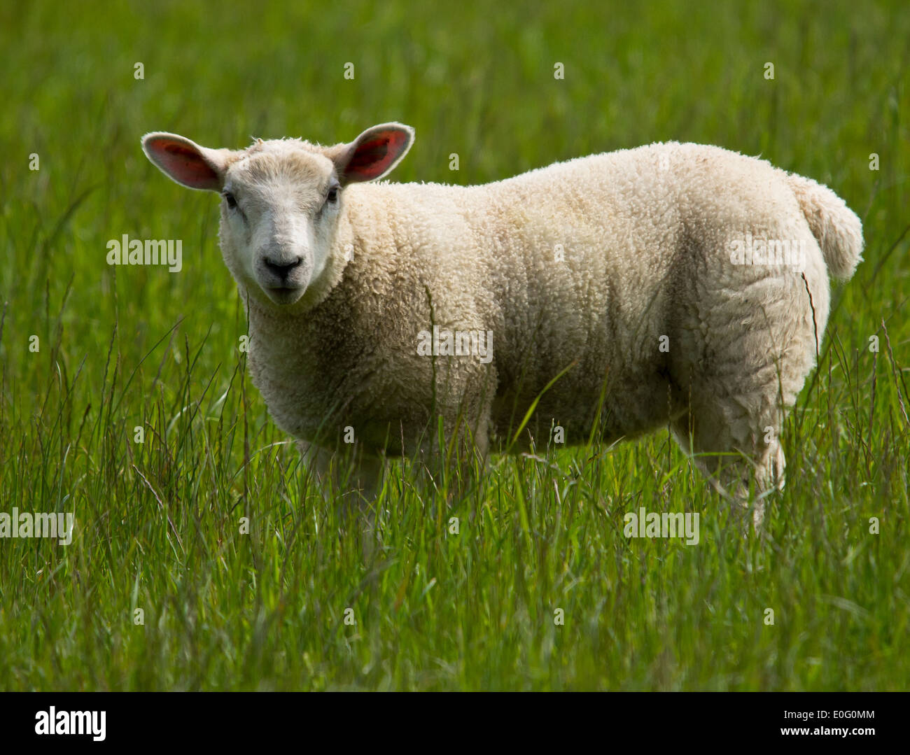 Fluffy lamb sheep hi-res stock photography and images - Alamy