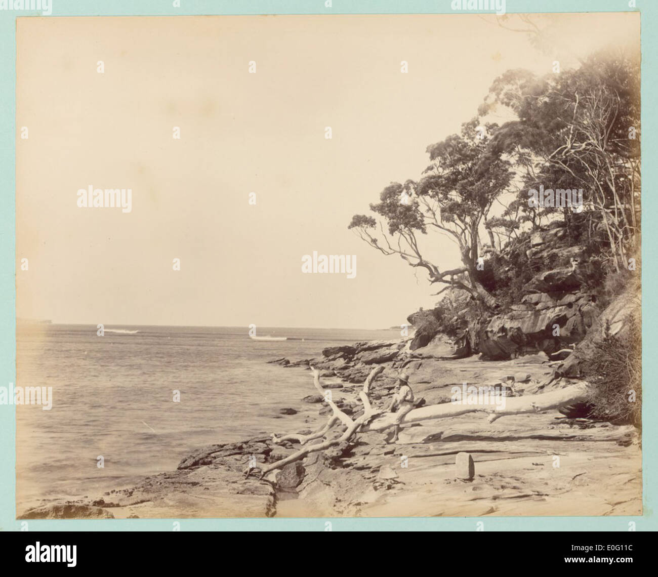 Cabbage tree point hi-res stock photography and images - Alamy