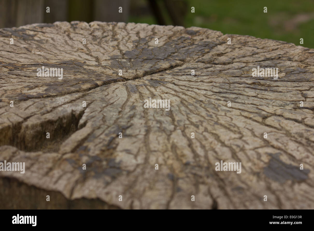 Radial cracks and tree rings hi-res stock photography and images - Alamy