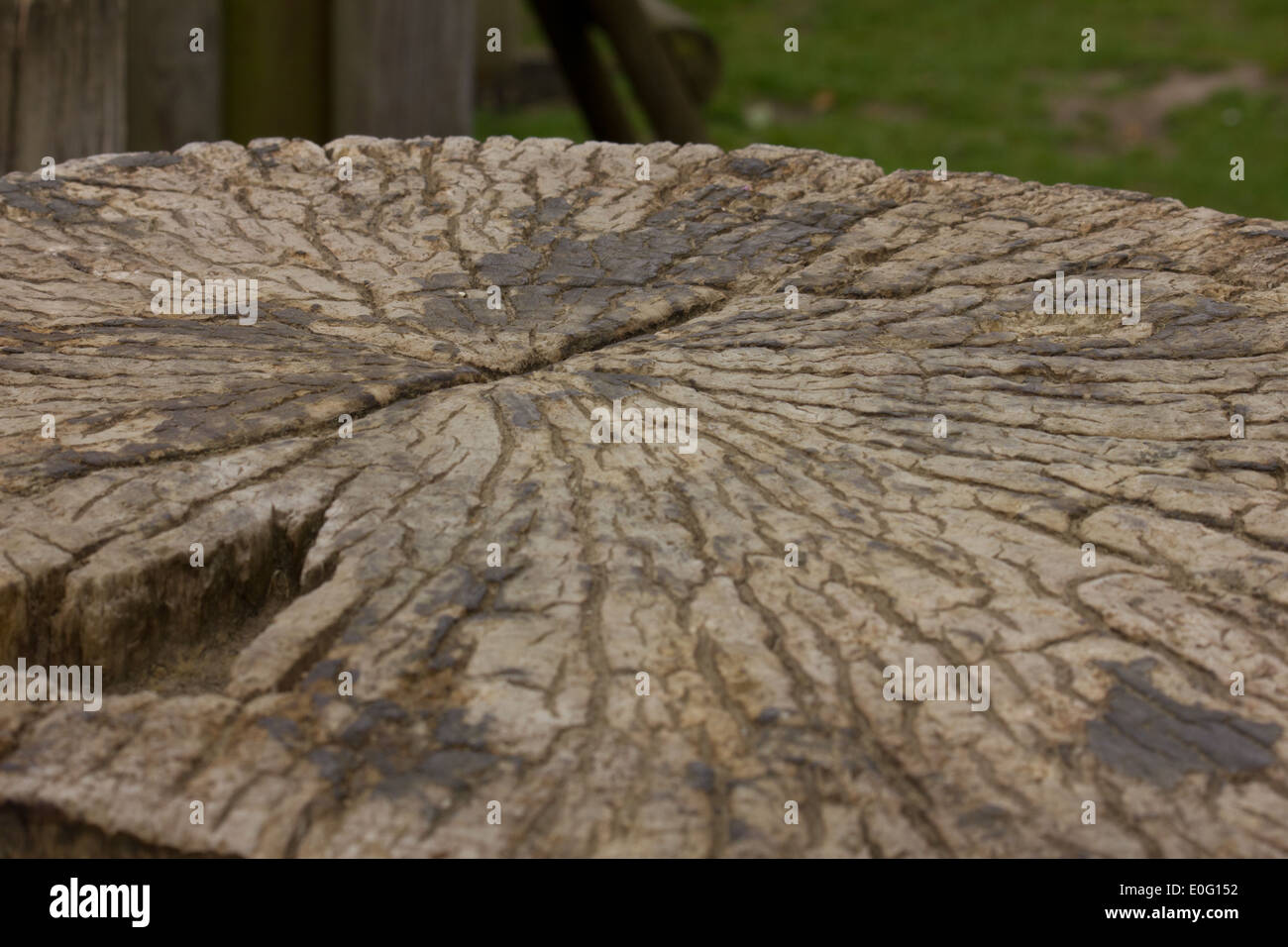 Old gray stump hi-res stock photography and images - Alamy