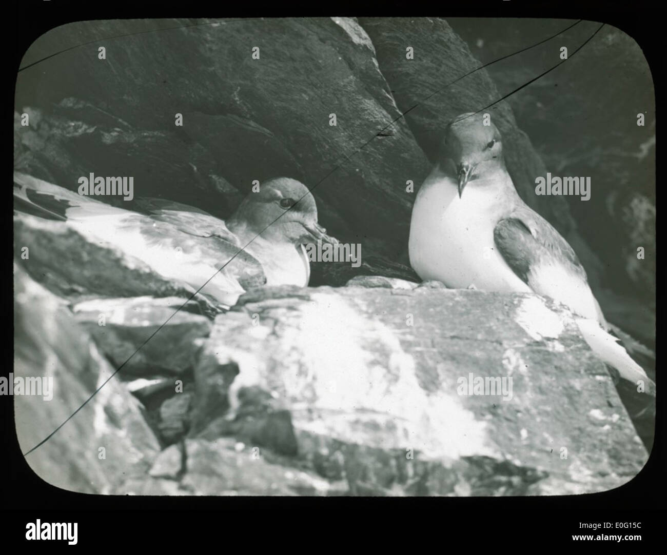 This photograph shows Antarctic petrels on their nest during the ...