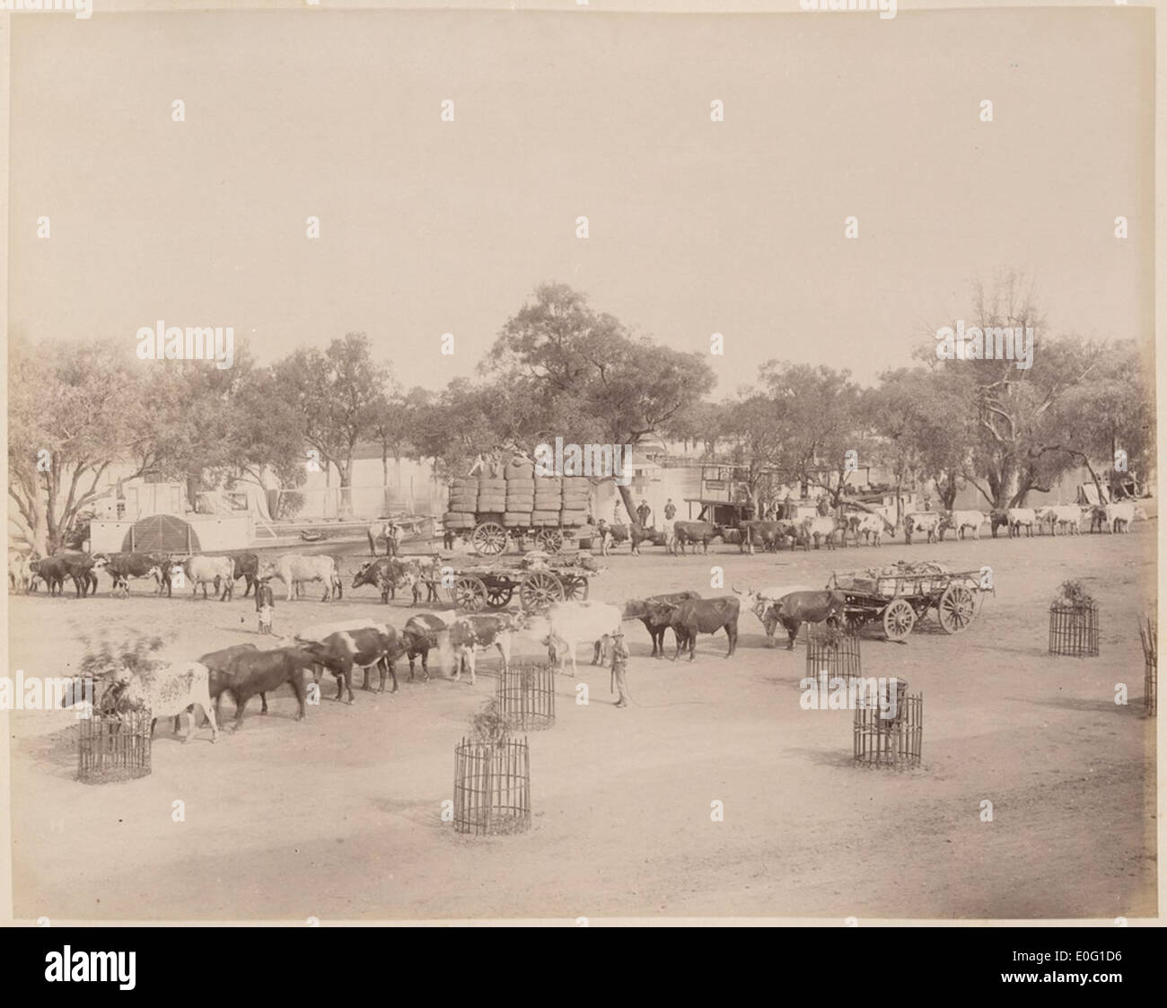 Bullock teams hi-res stock photography and images - Alamy